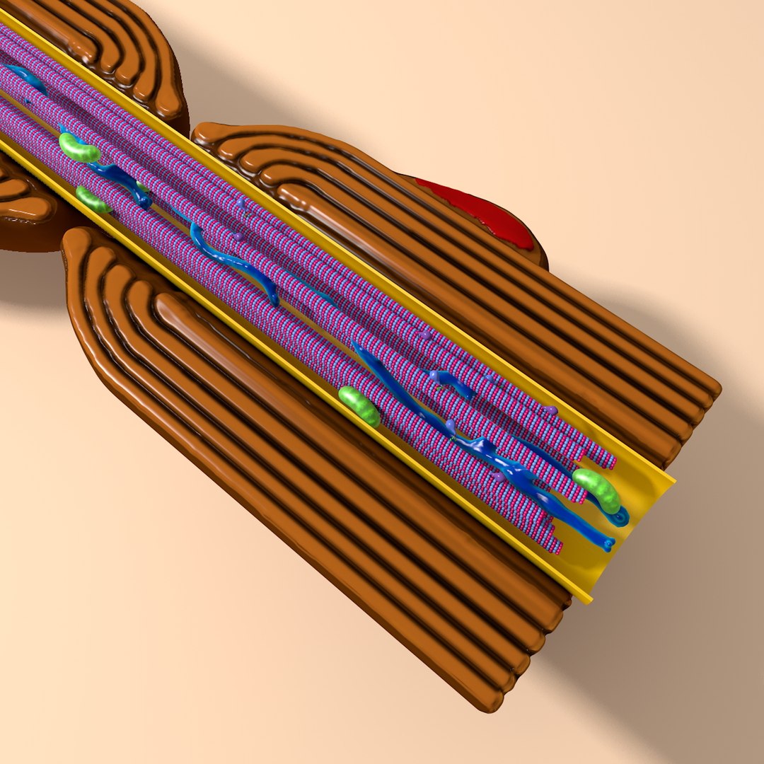 Cross Section 3d Model