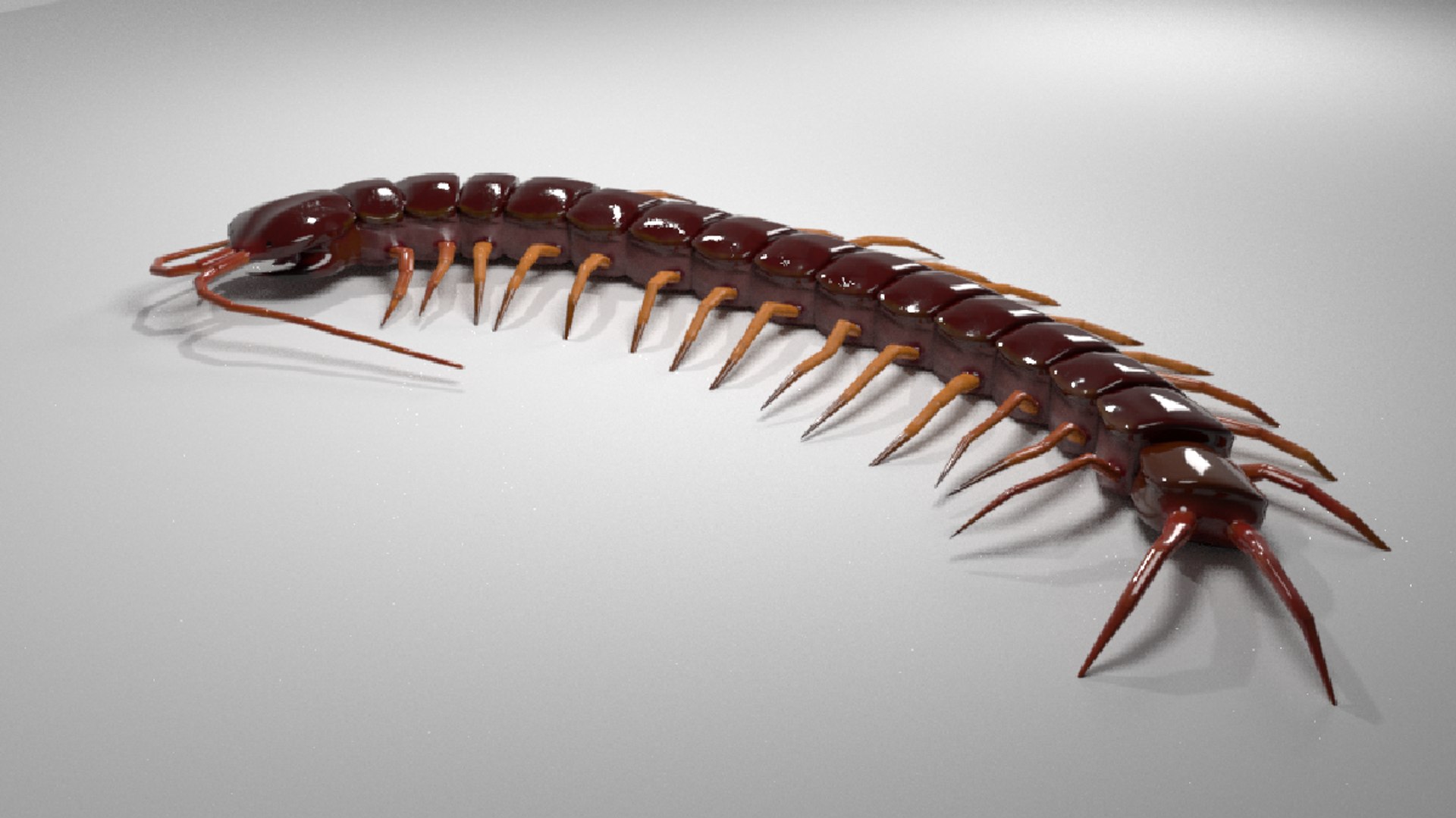 Centipede 3D Model - TurboSquid 1308048