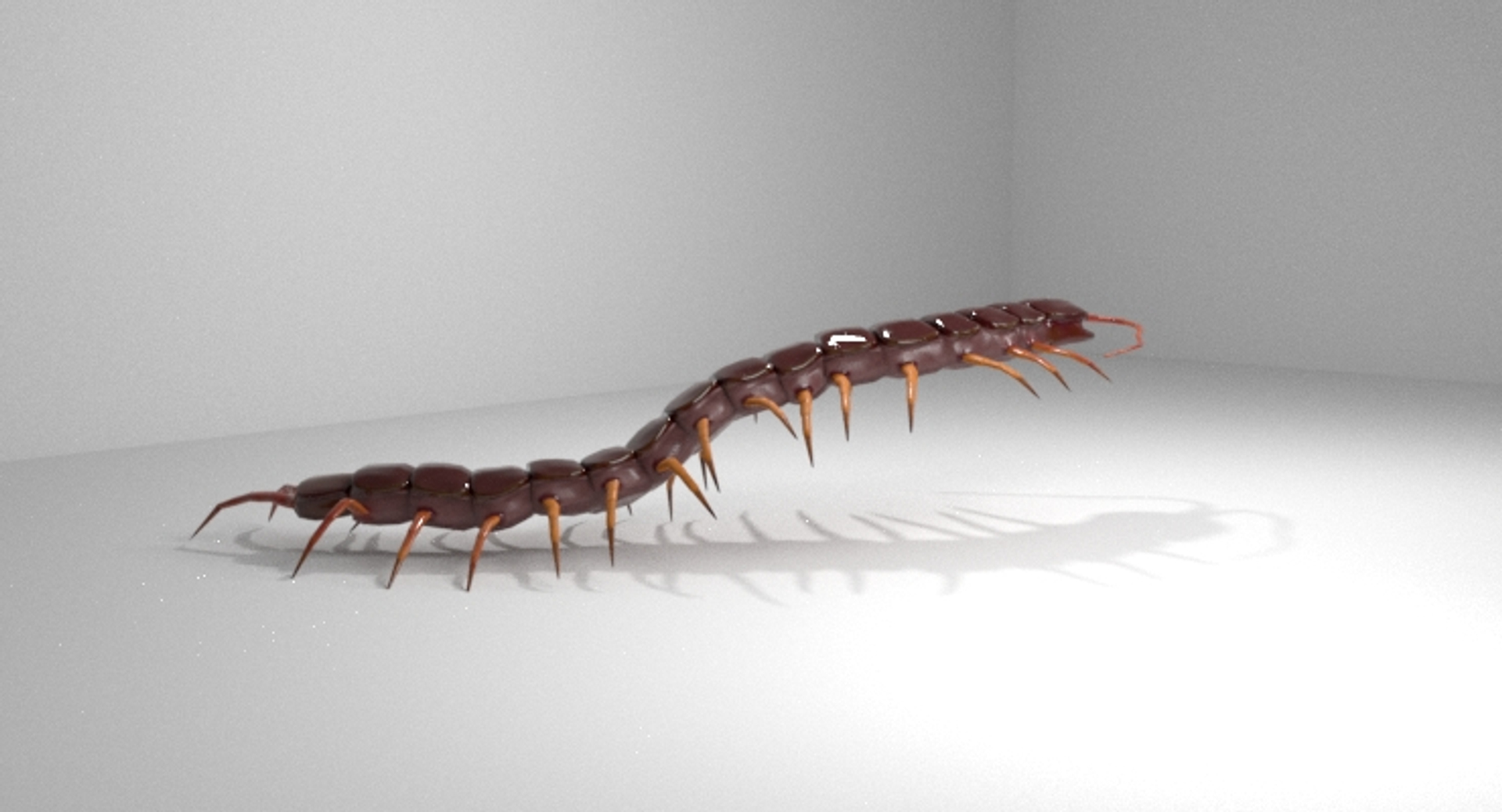 Centipede 3D Model - TurboSquid 1308048