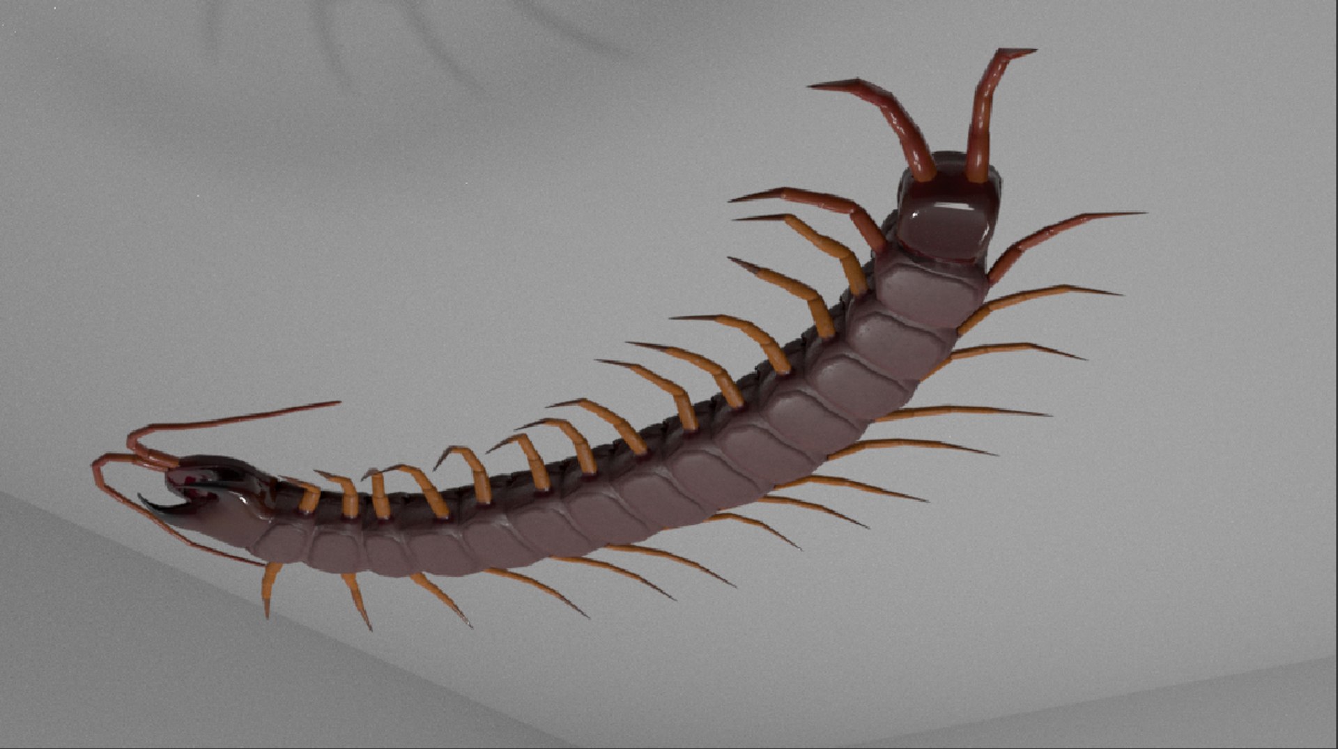 Centipede 3D Model - TurboSquid 1308048