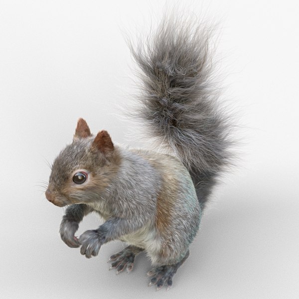 modelo 3d ardilla - TurboSquid 1373852