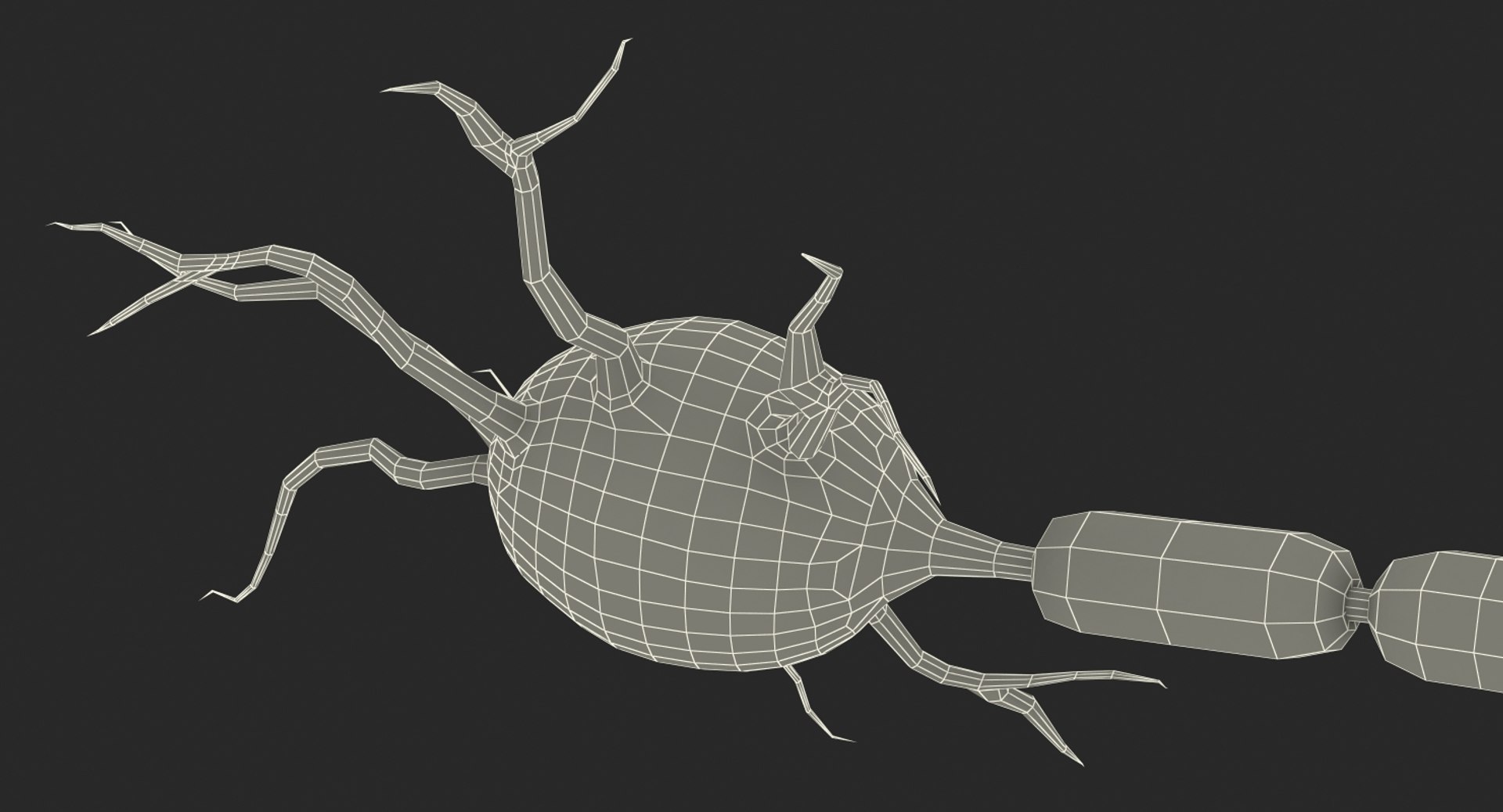 Neuron Nerve Cell Anatomy 3D Model - TurboSquid 1327439