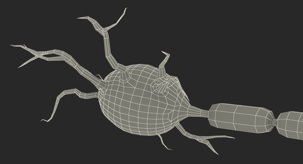 Neuron nerve cell anatomy 3D model - TurboSquid 1327439