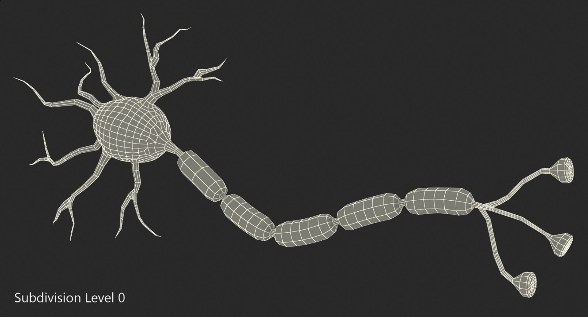 Neuron Nerve Cell Anatomy 3D Model - TurboSquid 1327439