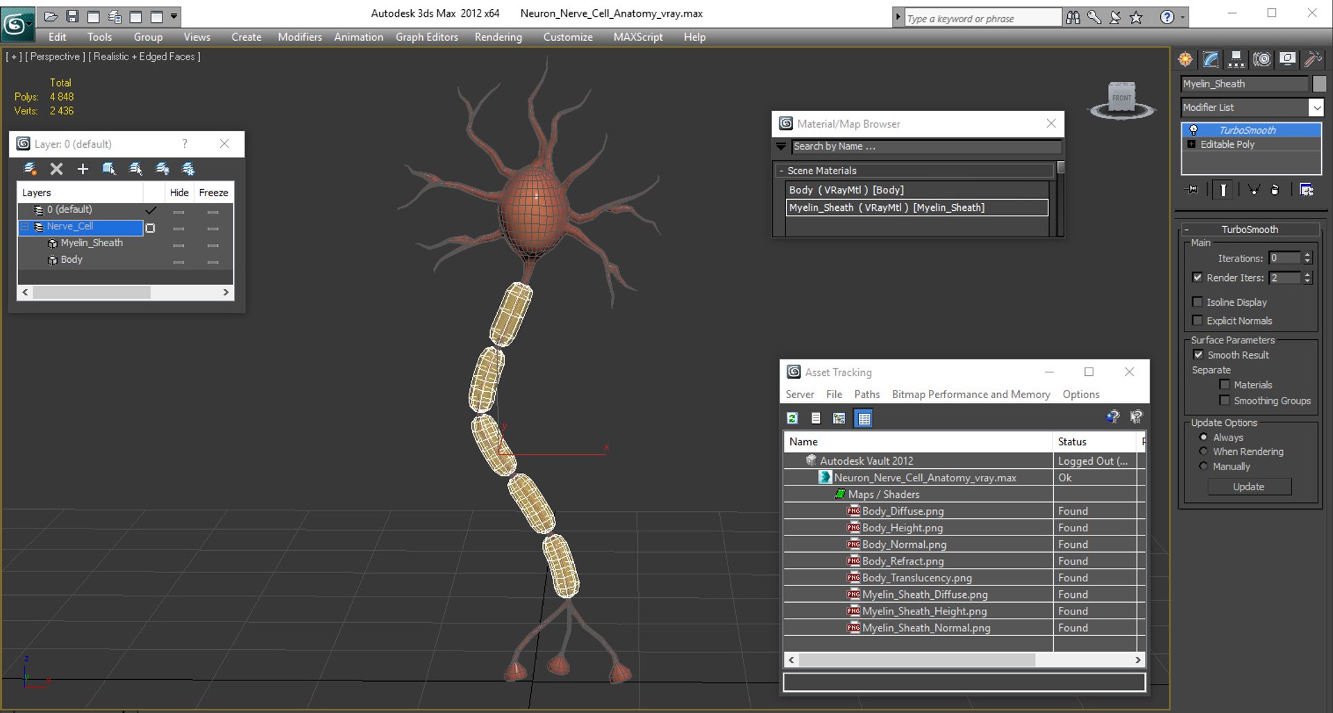 Neuron Nerve Cell Anatomy 3D Model - TurboSquid 1327439