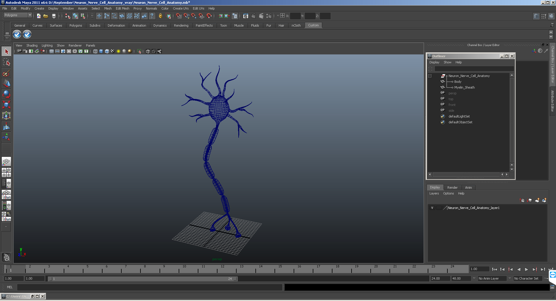 Neuron nerve cell anatomy 3D model - TurboSquid 1327439