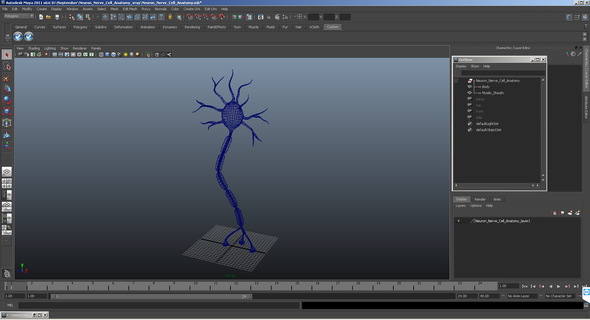 Neuron Nerve Cell Anatomy 3D Model - TurboSquid 1327439