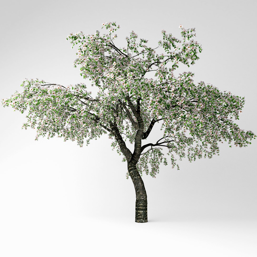 Cherry Blossom Tree 3D Model - TurboSquid 1519028