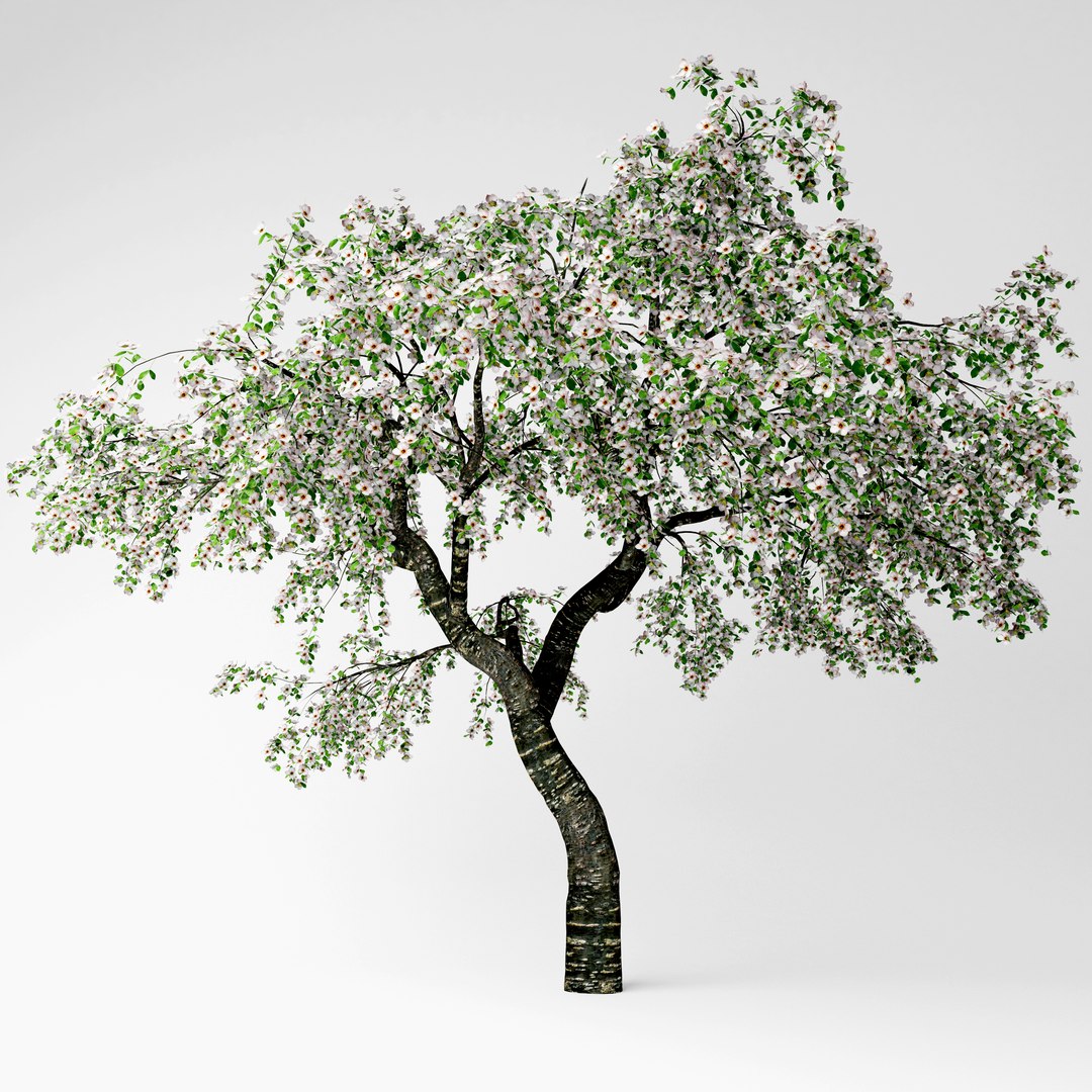 Cherry Blossom Tree 3D Model - TurboSquid 1519028