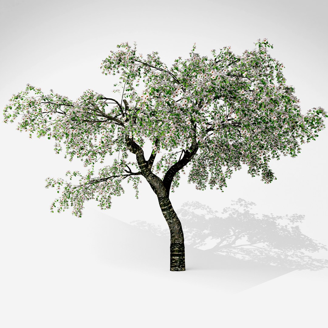 Cherry Blossom Tree 3D Model - TurboSquid 1519028