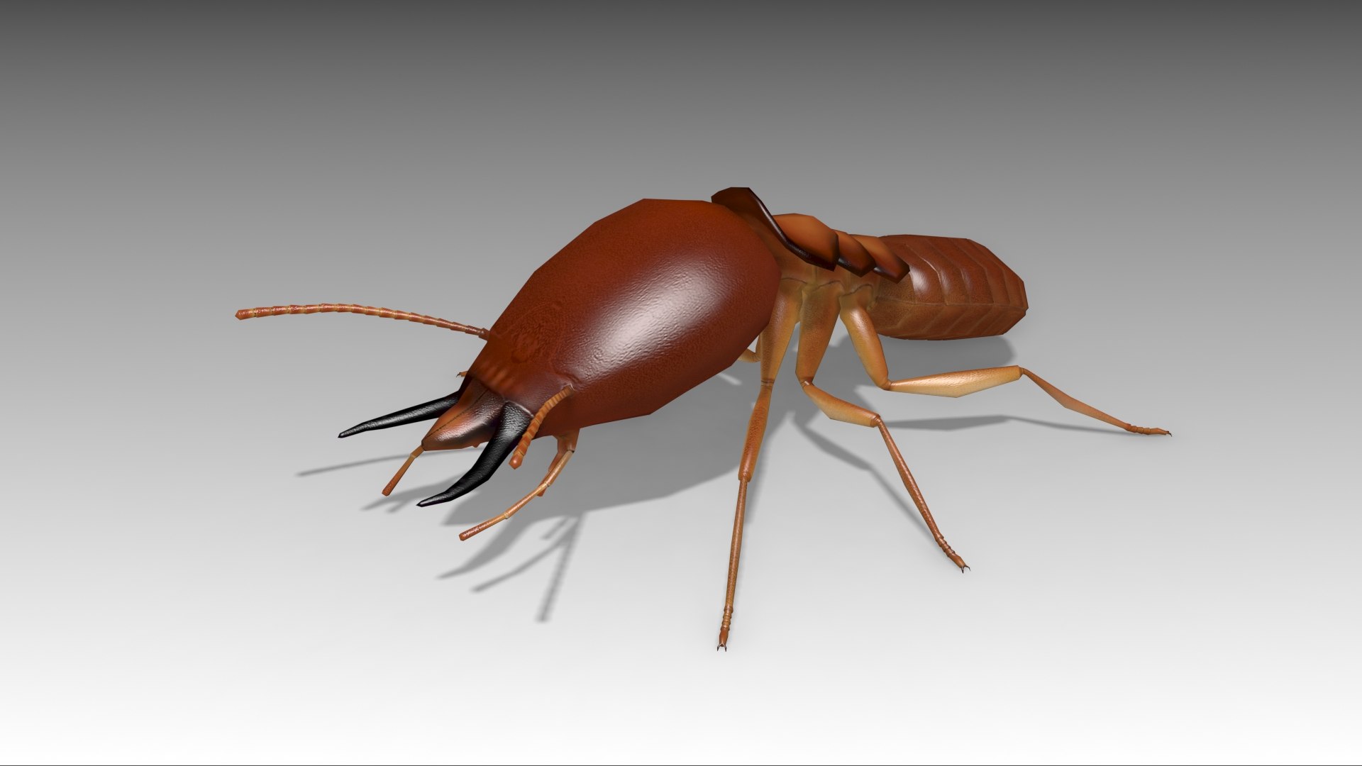 Termite Model - TurboSquid 1850039
