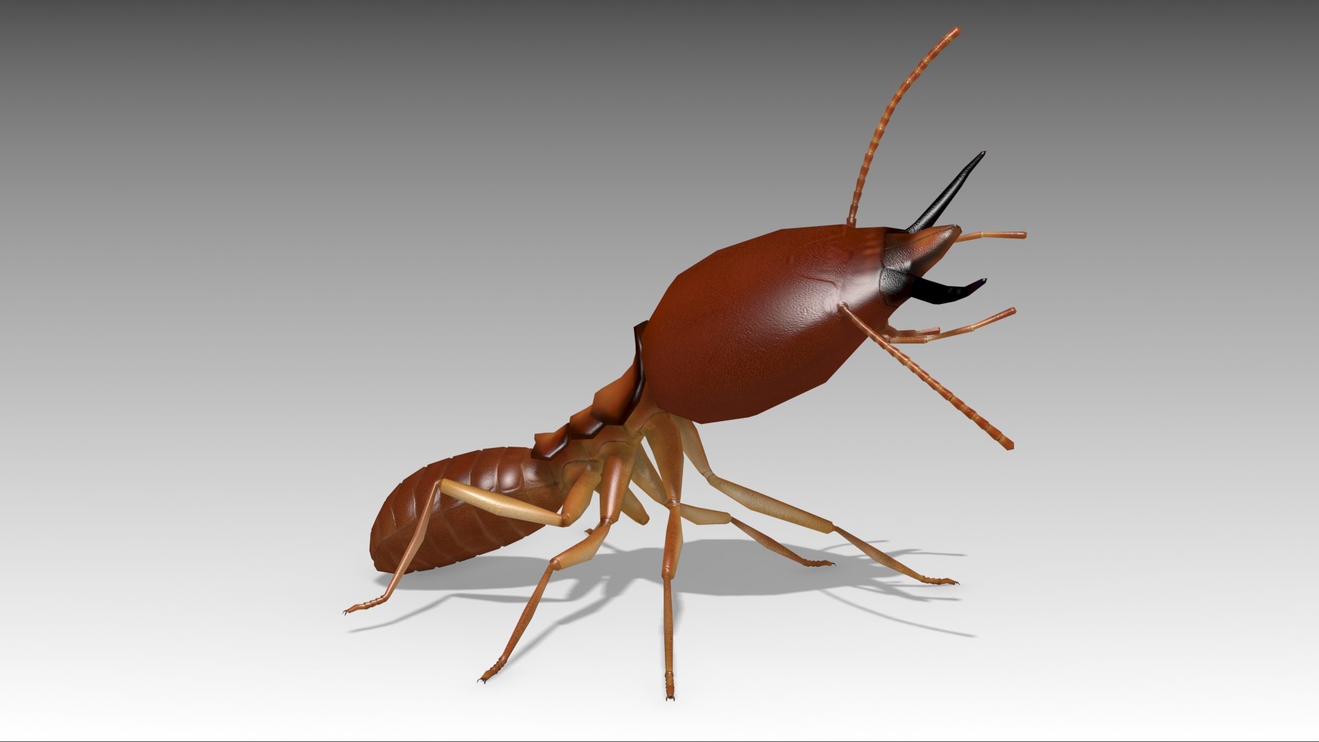 Termite Model - TurboSquid 1850039