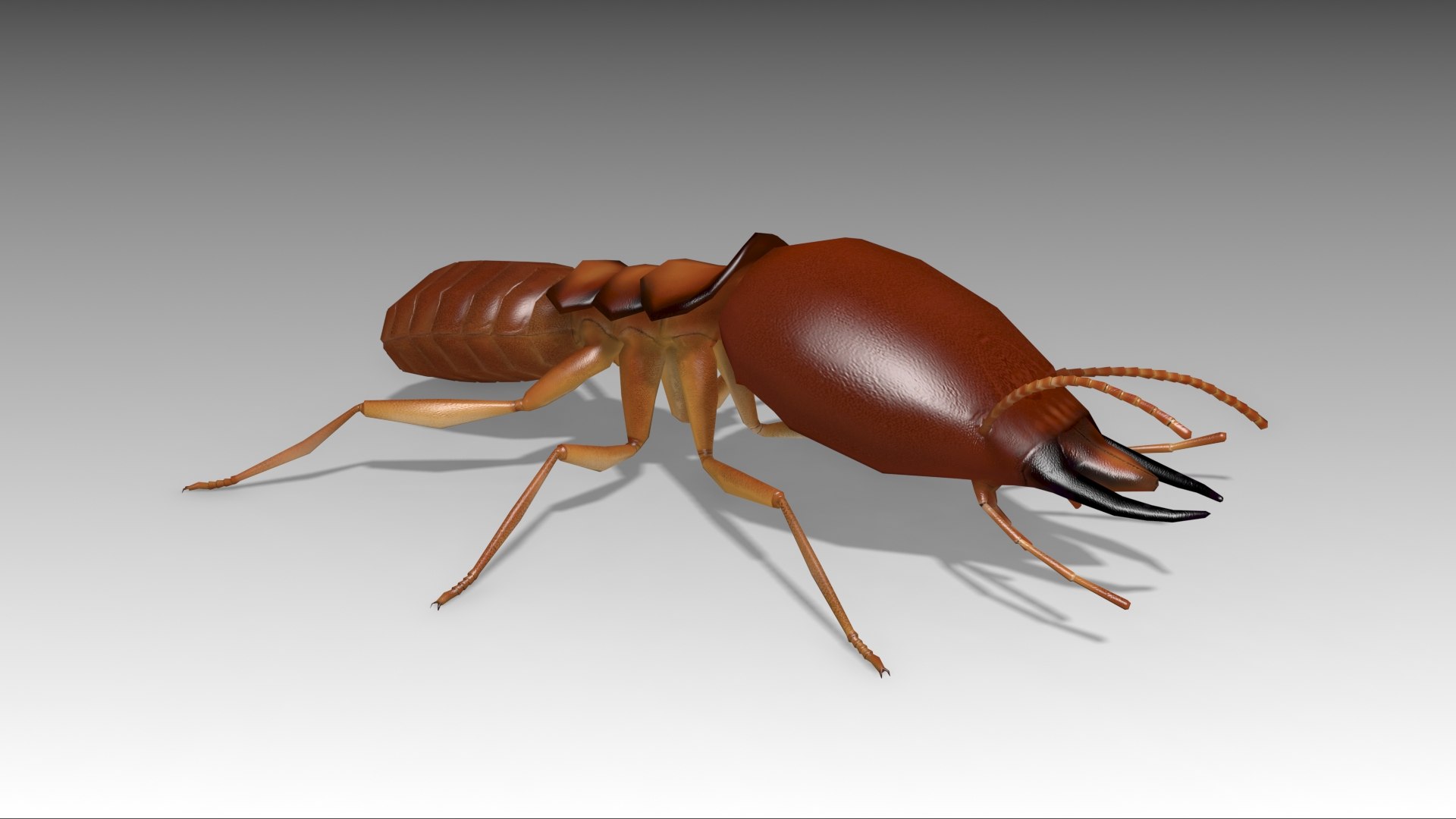 Termite Model - TurboSquid 1850039