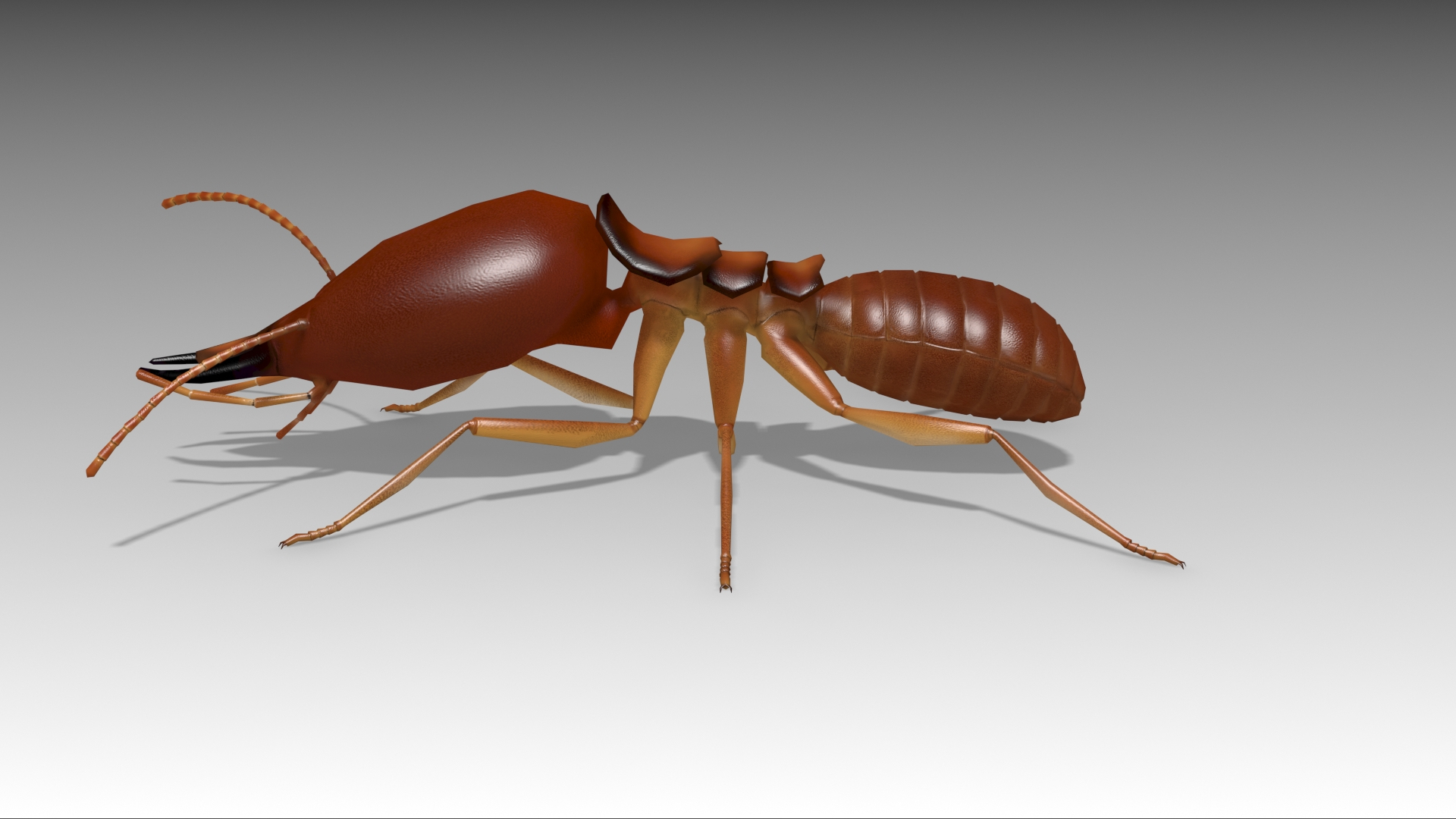 Termite Model - TurboSquid 1850039