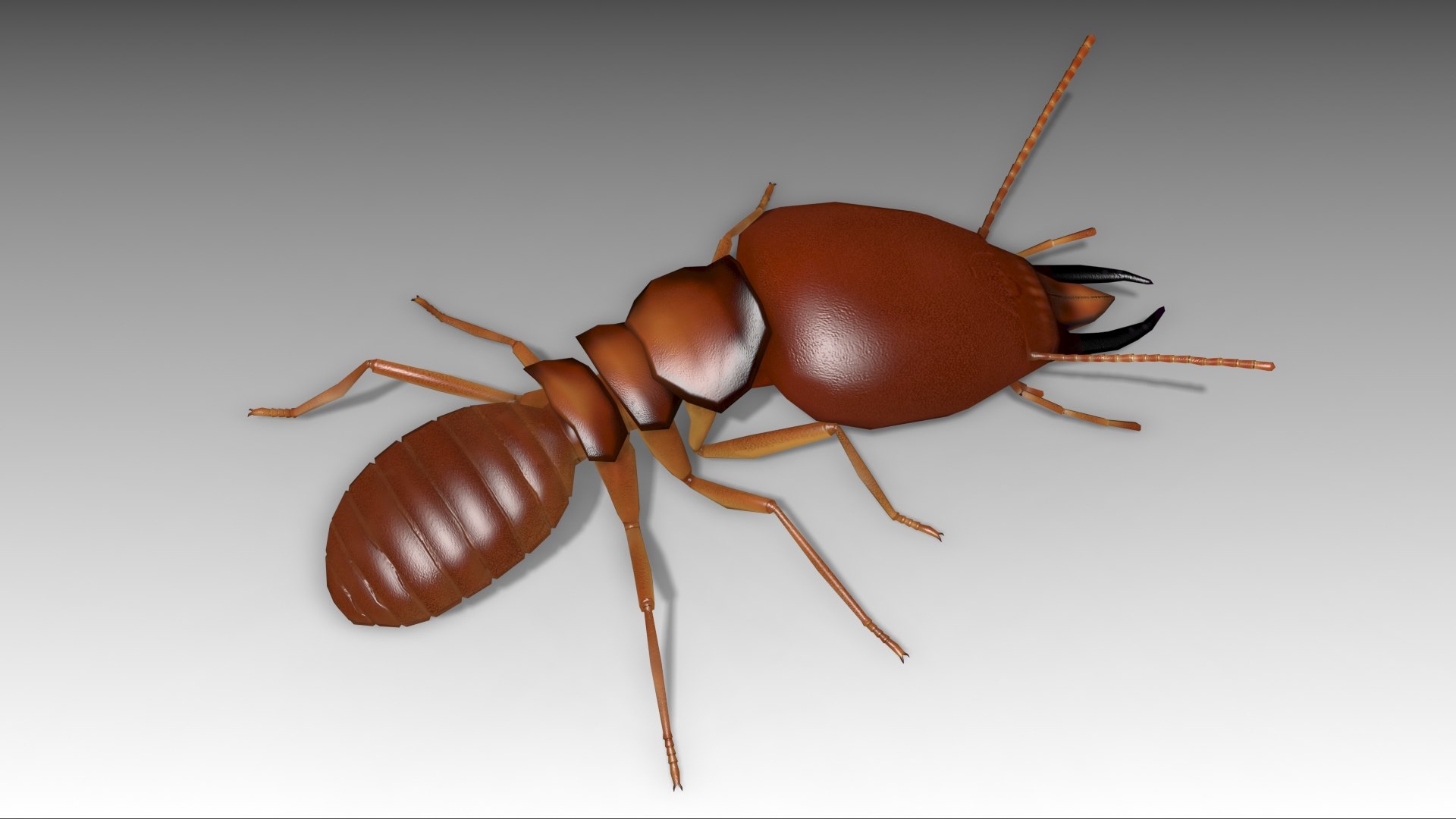 Termite Model - TurboSquid 1850039