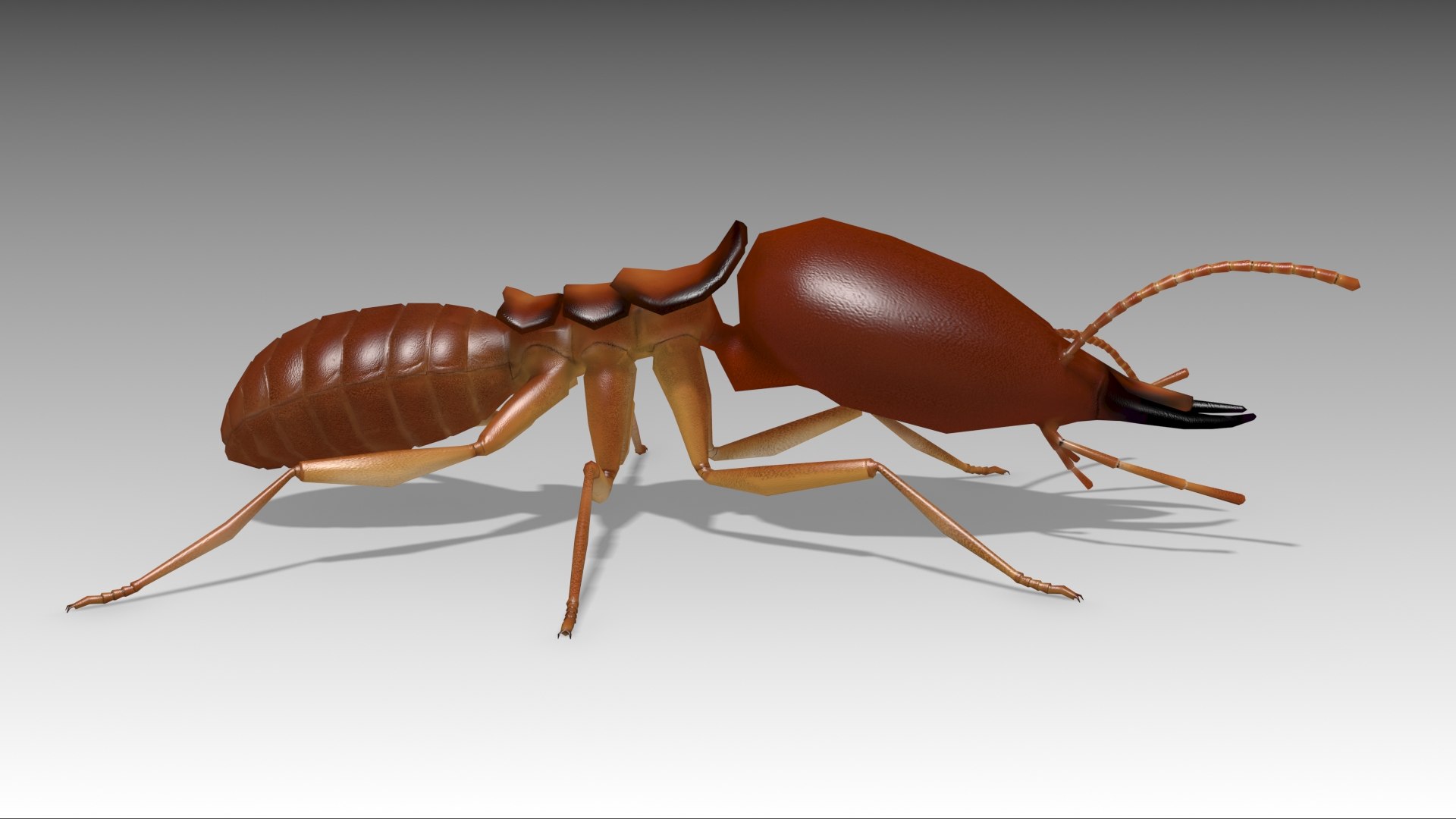 Termite Model - TurboSquid 1850039