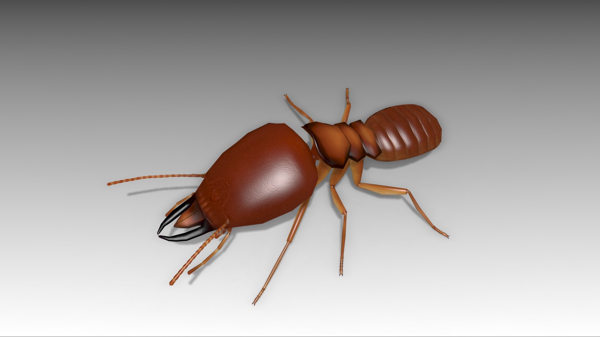 Termite Model - TurboSquid 1850039