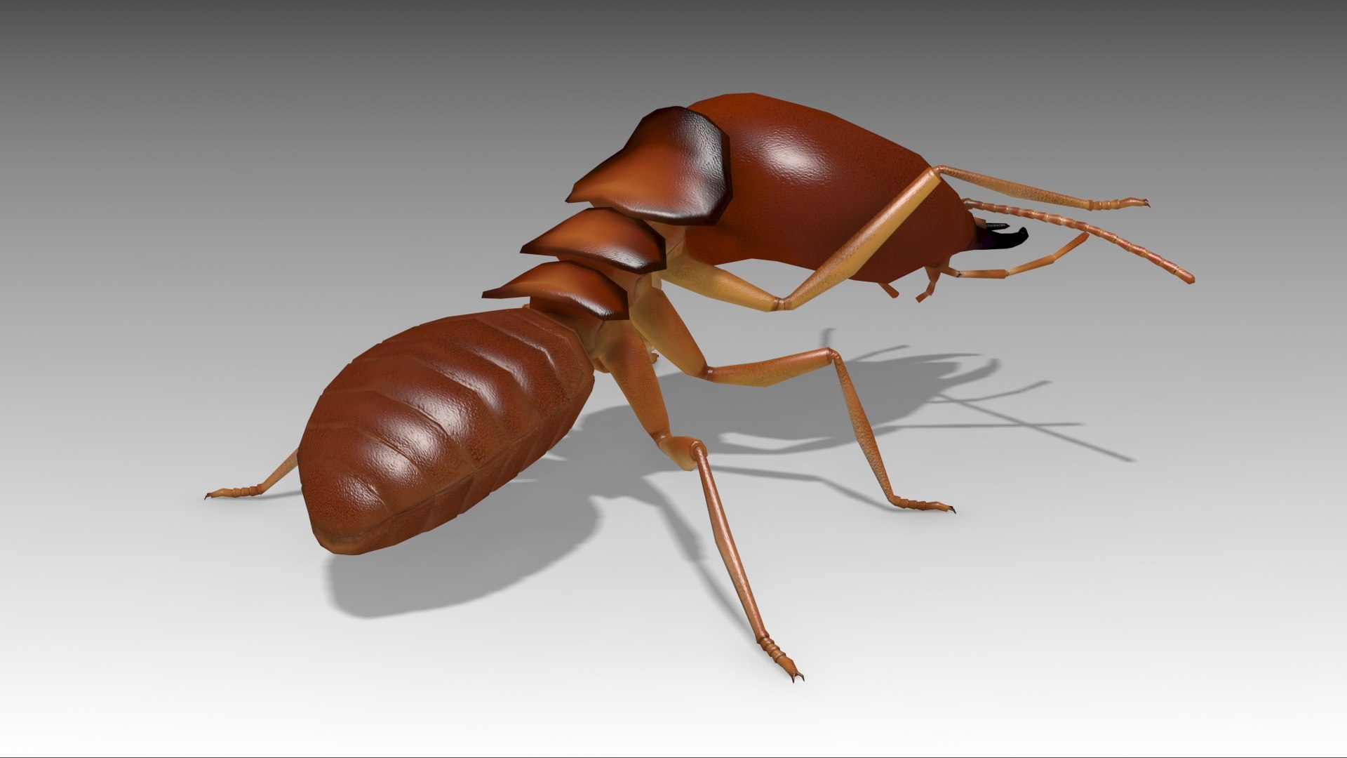 Termite Model - TurboSquid 1850039