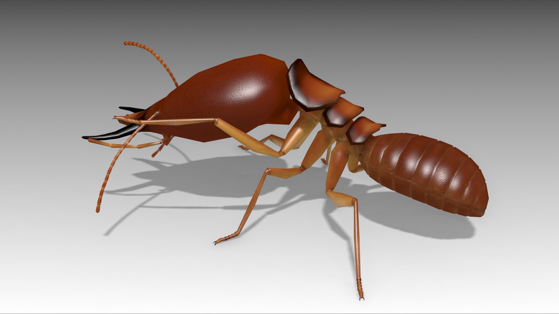 Termite Model - TurboSquid 1850039