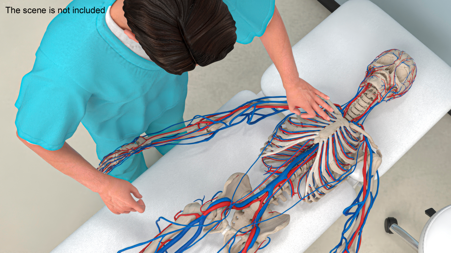 Skelett- und Kreislaufsystem für Cinema 4D animiert 3D-Modell - TurboSquid 2491362