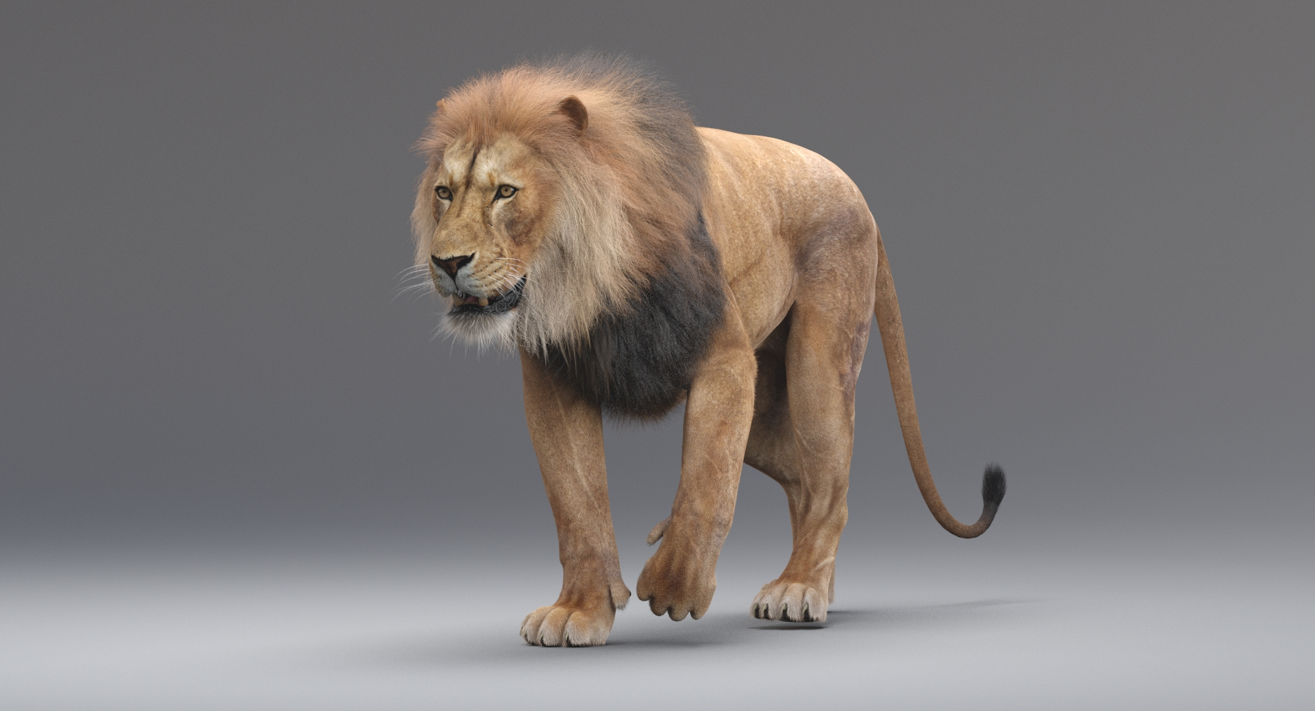 Realistic rigged lion fur 3D model - TurboSquid 1253720