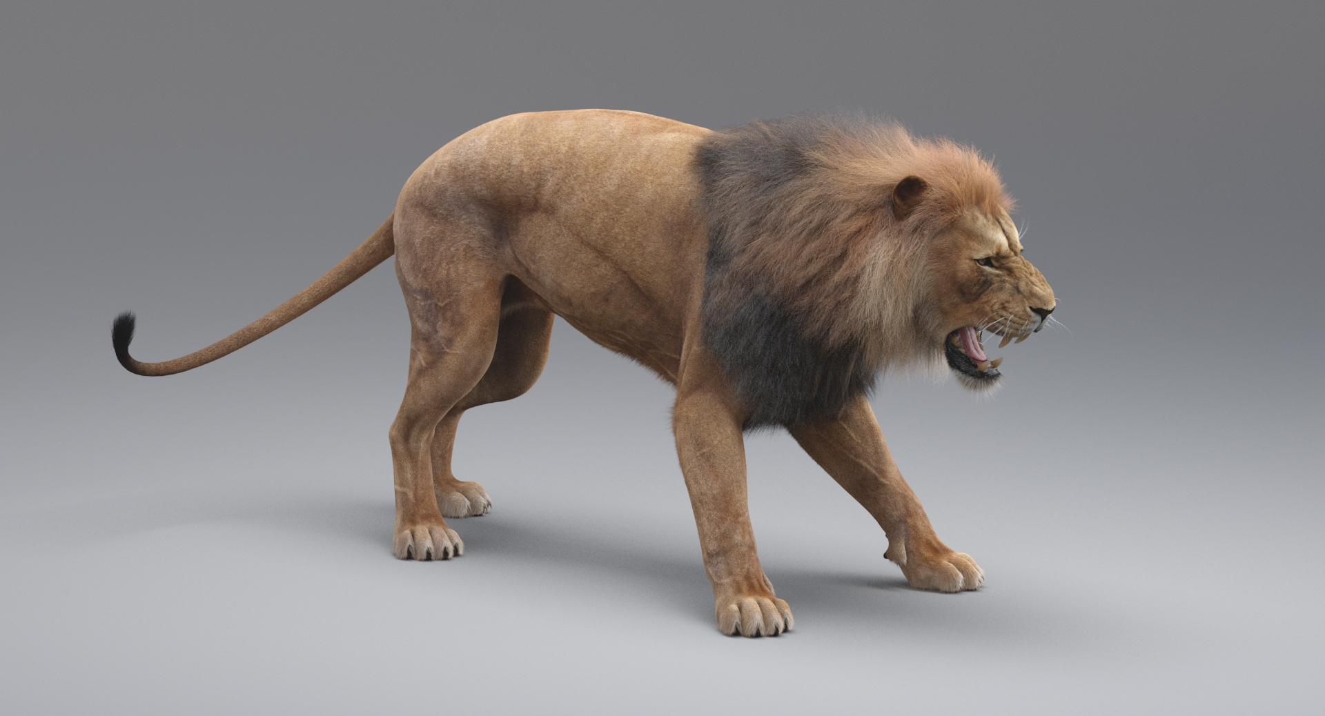 Realistic rigged lion fur 3D model - TurboSquid 1253720