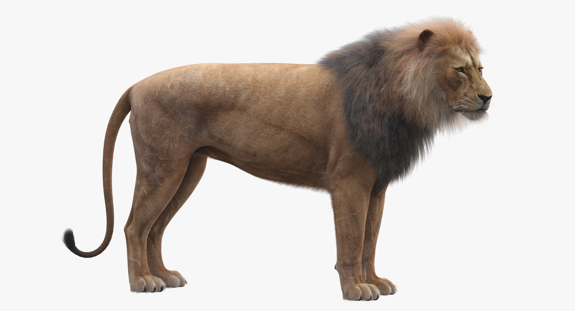 Realistic rigged lion fur 3D model - TurboSquid 1253720