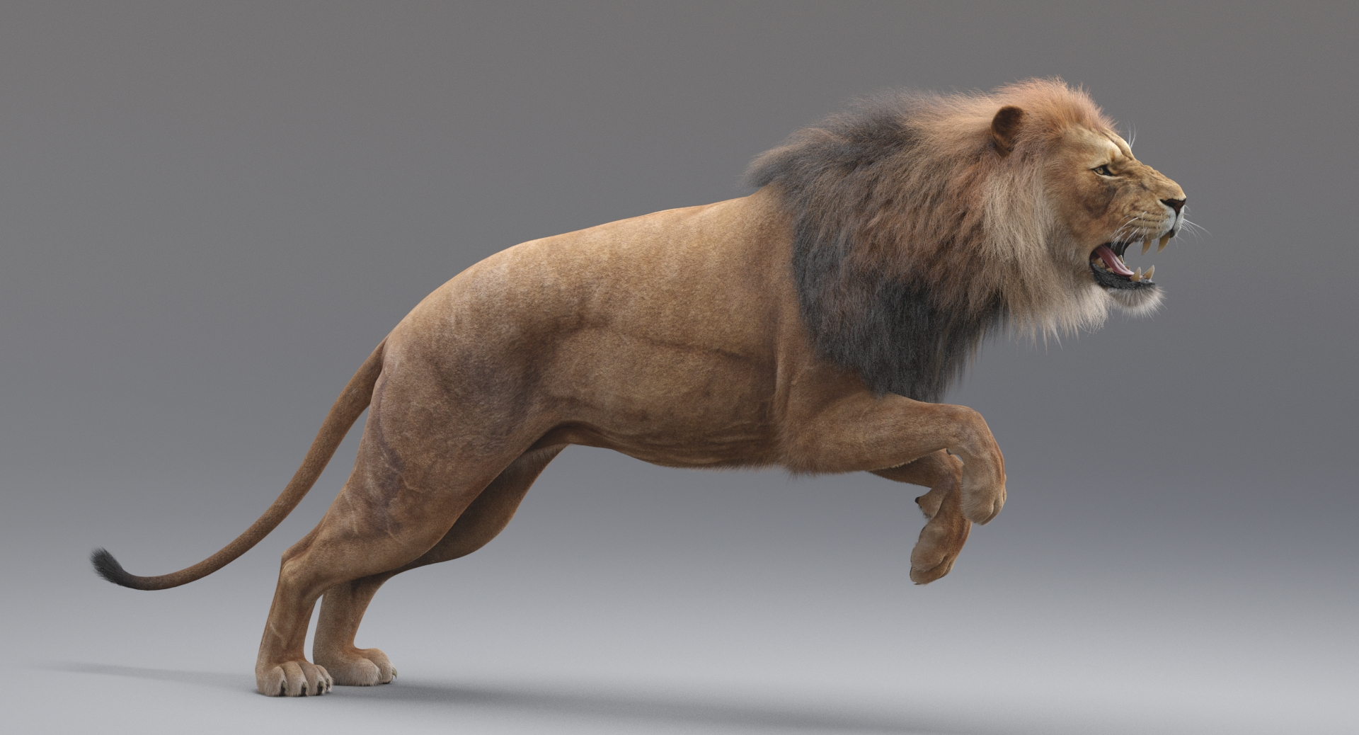 Realistic rigged lion fur 3D model - TurboSquid 1253720