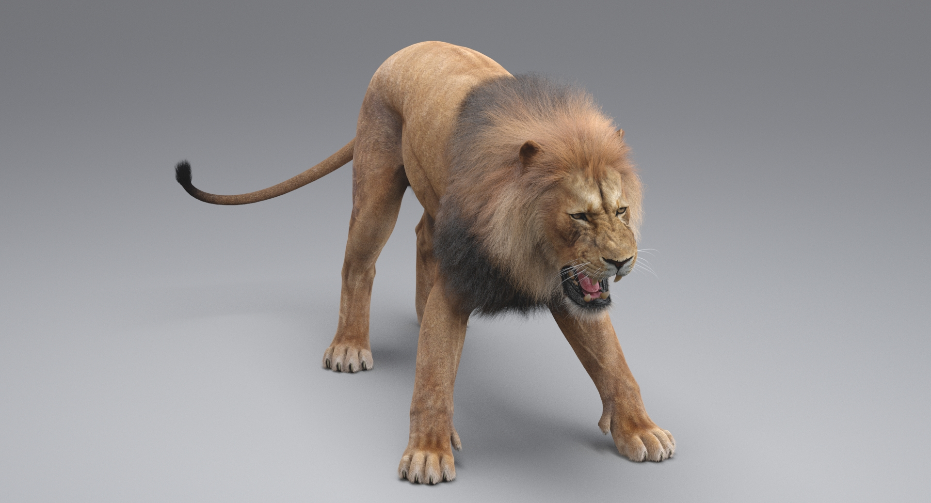 Realistic rigged lion fur 3D model - TurboSquid 1253720