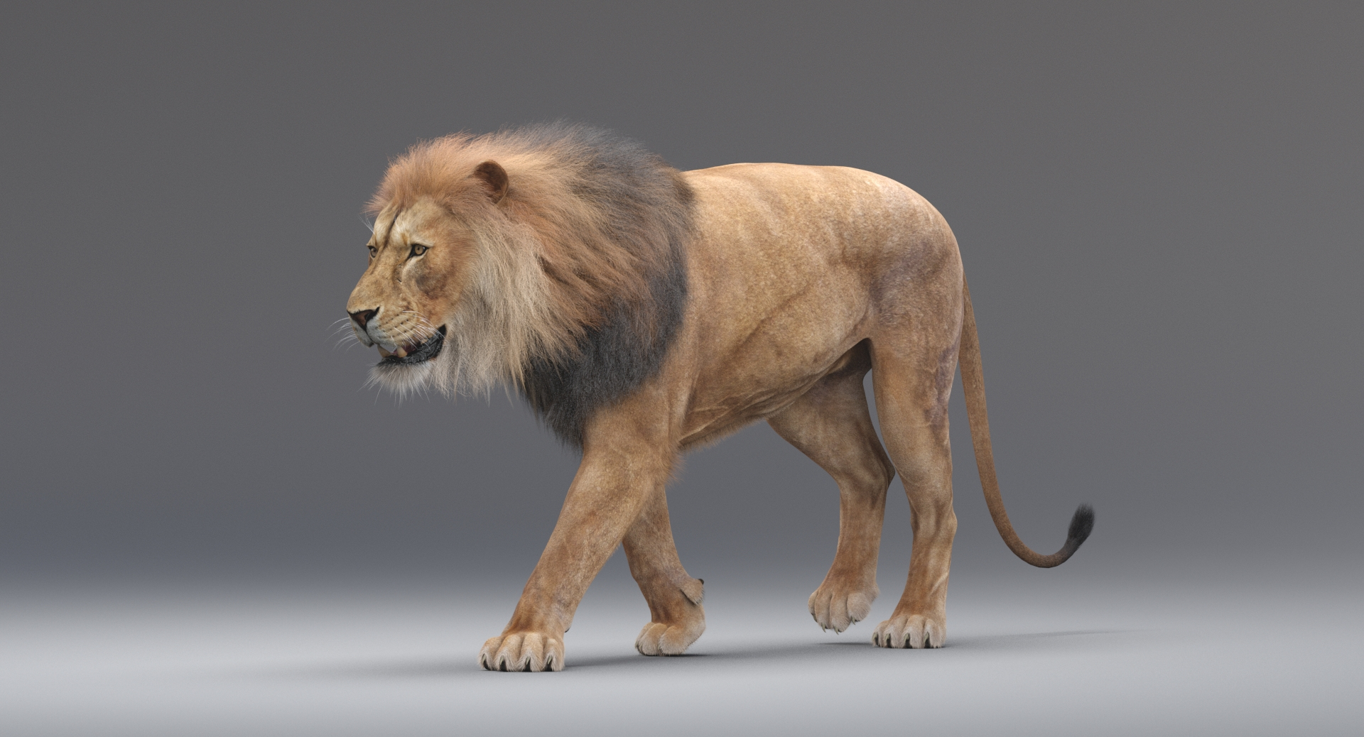 Realistic rigged lion fur 3D model - TurboSquid 1253720