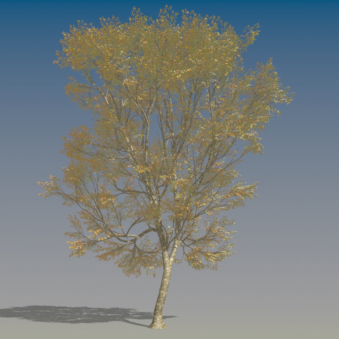 Realistic Tree Plane 3D - TurboSquid 1361621