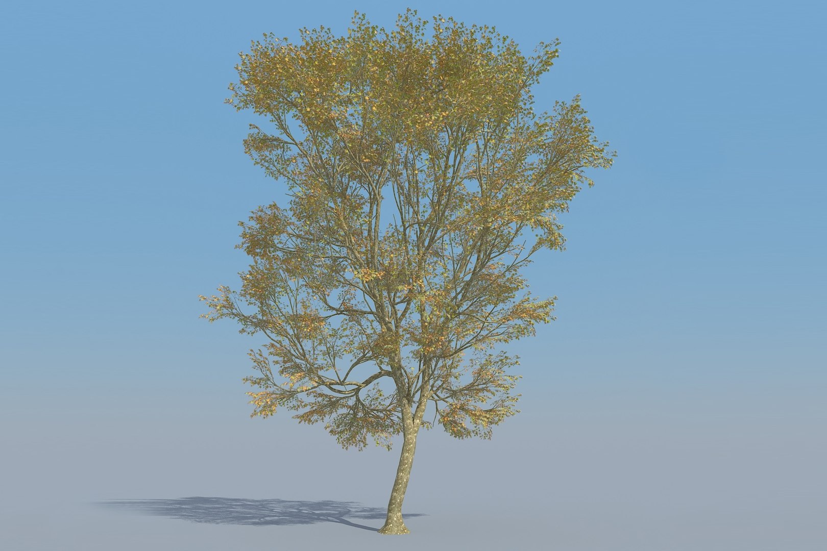 Realistic tree plane 3D - TurboSquid 1361621