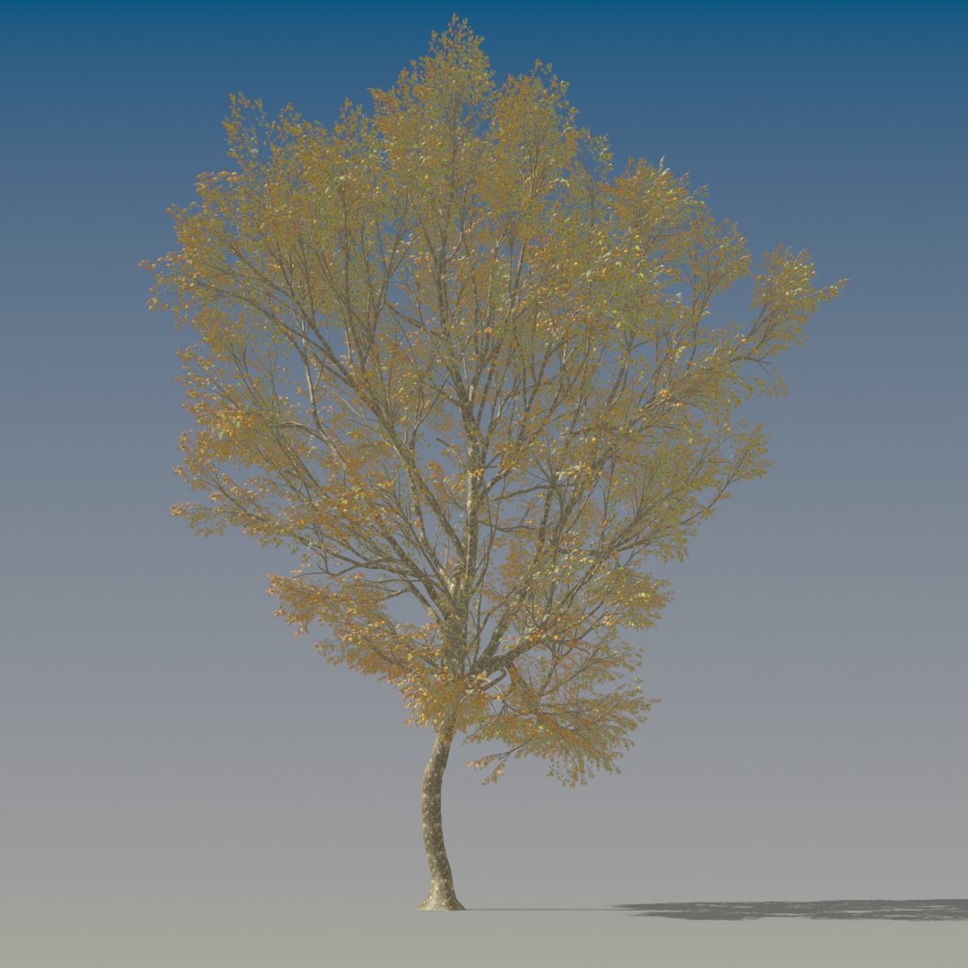 Realistic Tree Plane 3D - TurboSquid 1361621