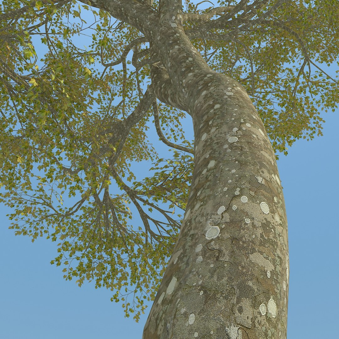 Realistic Tree Plane 3D - TurboSquid 1361621