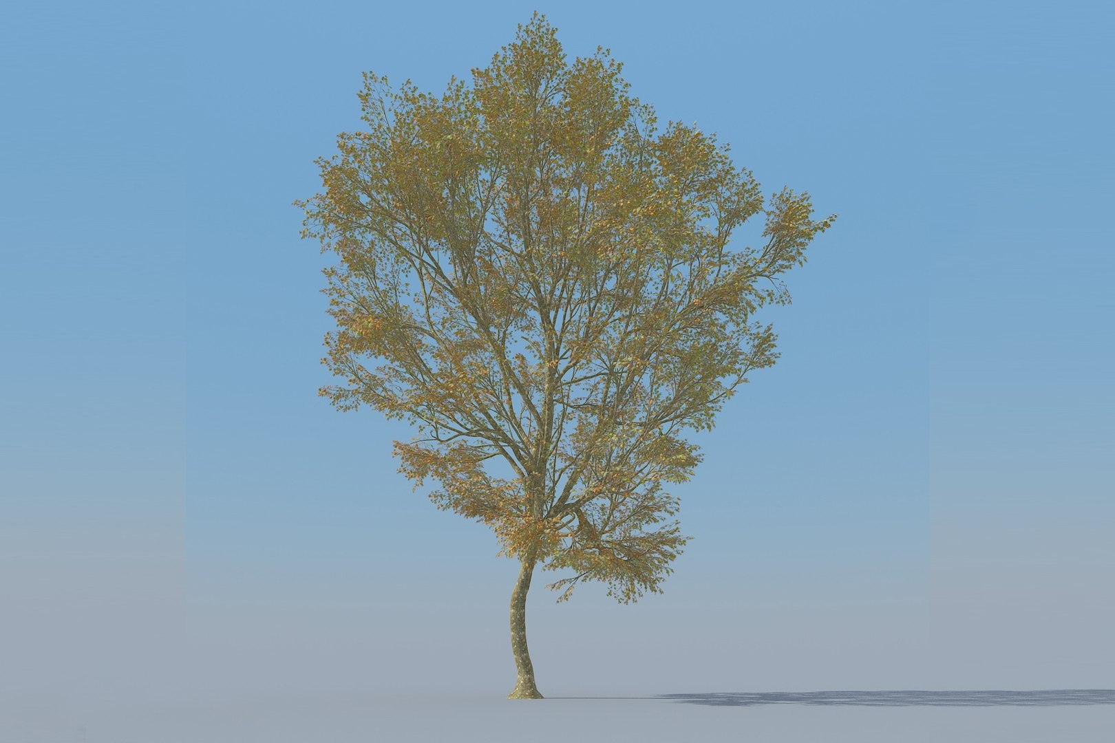 Realistic Tree Plane 3D - TurboSquid 1361621