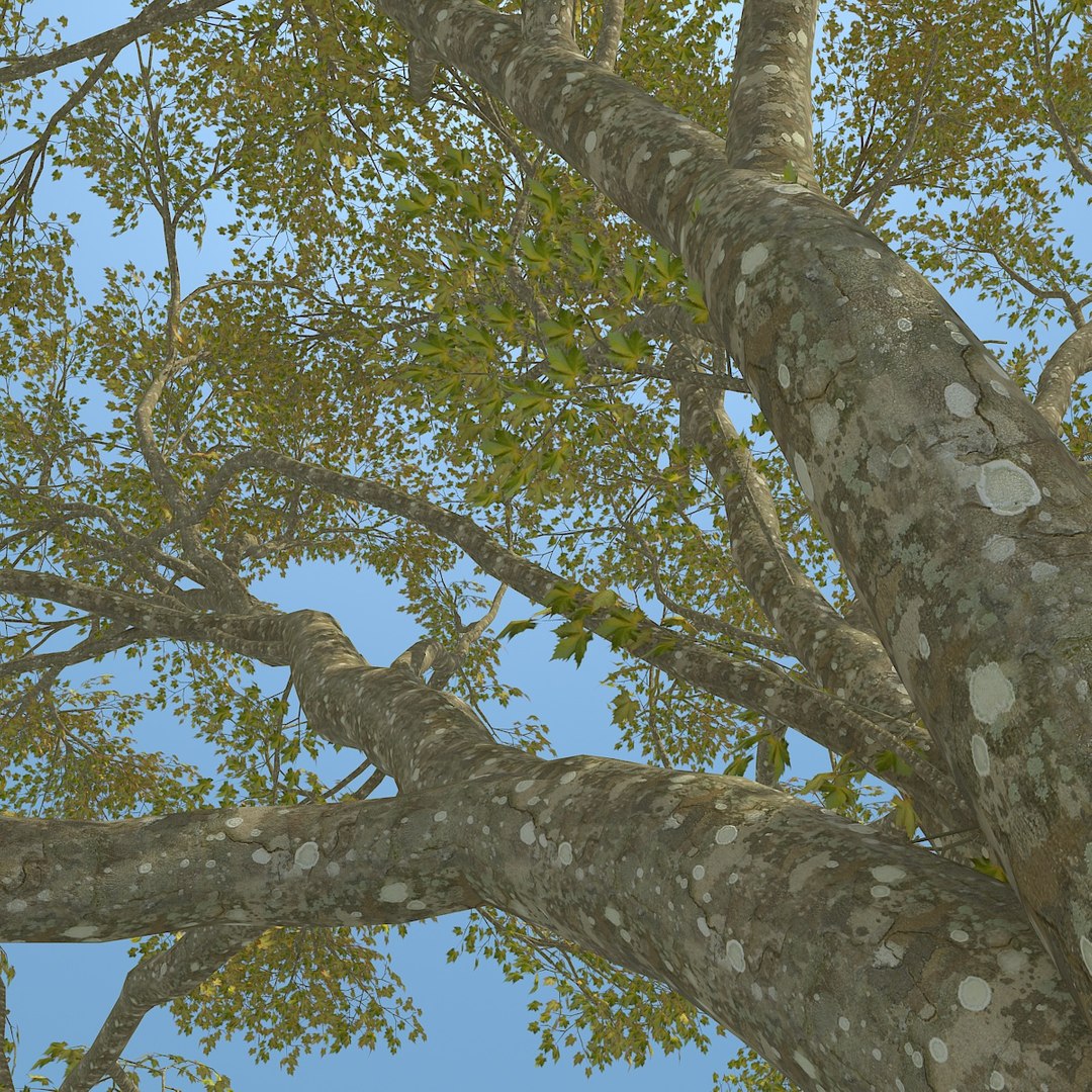Realistic Tree Plane 3D - TurboSquid 1361621