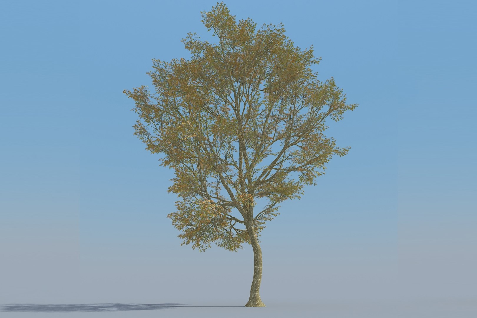Realistic Tree Plane 3D - TurboSquid 1361621