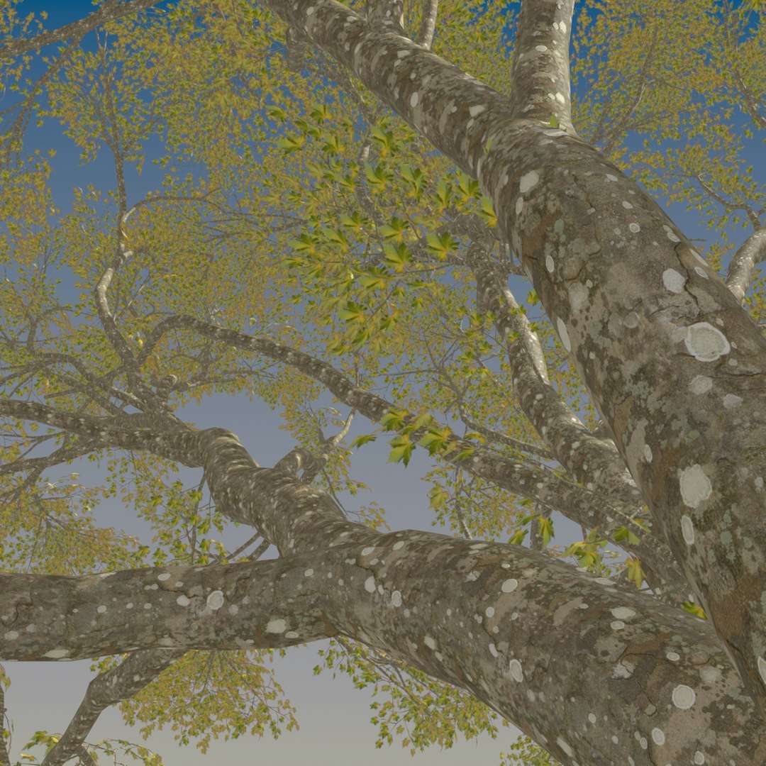 Realistic Tree Plane 3D - TurboSquid 1361621