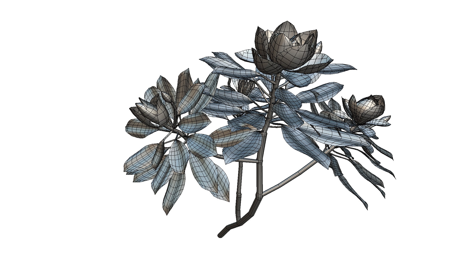 Flower Magnolia Model - TurboSquid 2132184