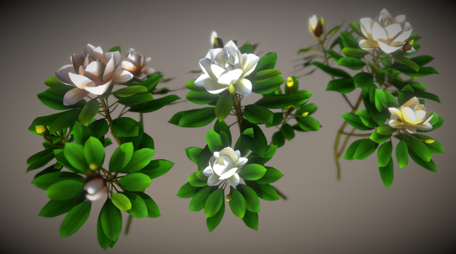 Flower Magnolia Model - TurboSquid 2132184