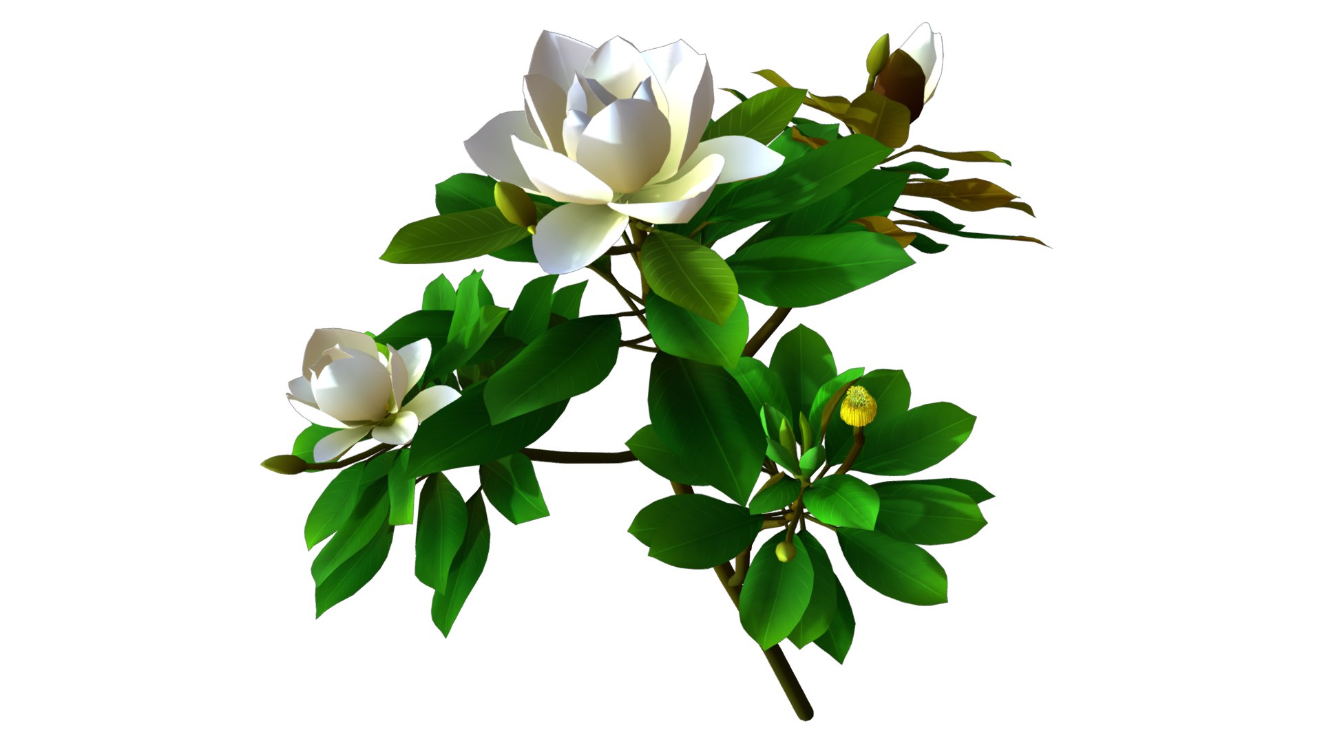 Flower Magnolia Model - TurboSquid 2132184