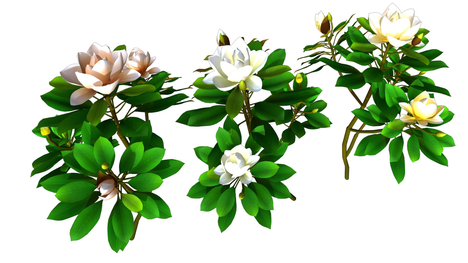 Flower Magnolia Model - TurboSquid 2132184