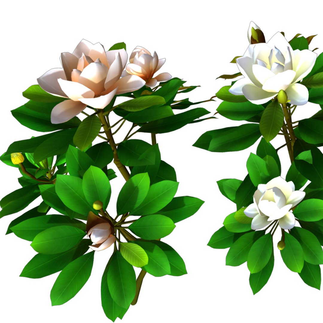 Flower Magnolia Model - TurboSquid 2132184