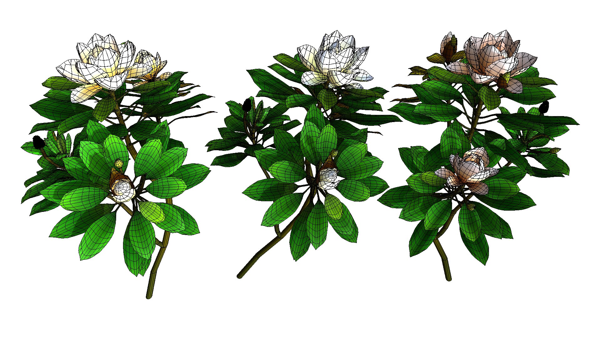 Flower Magnolia Model - TurboSquid 2132184