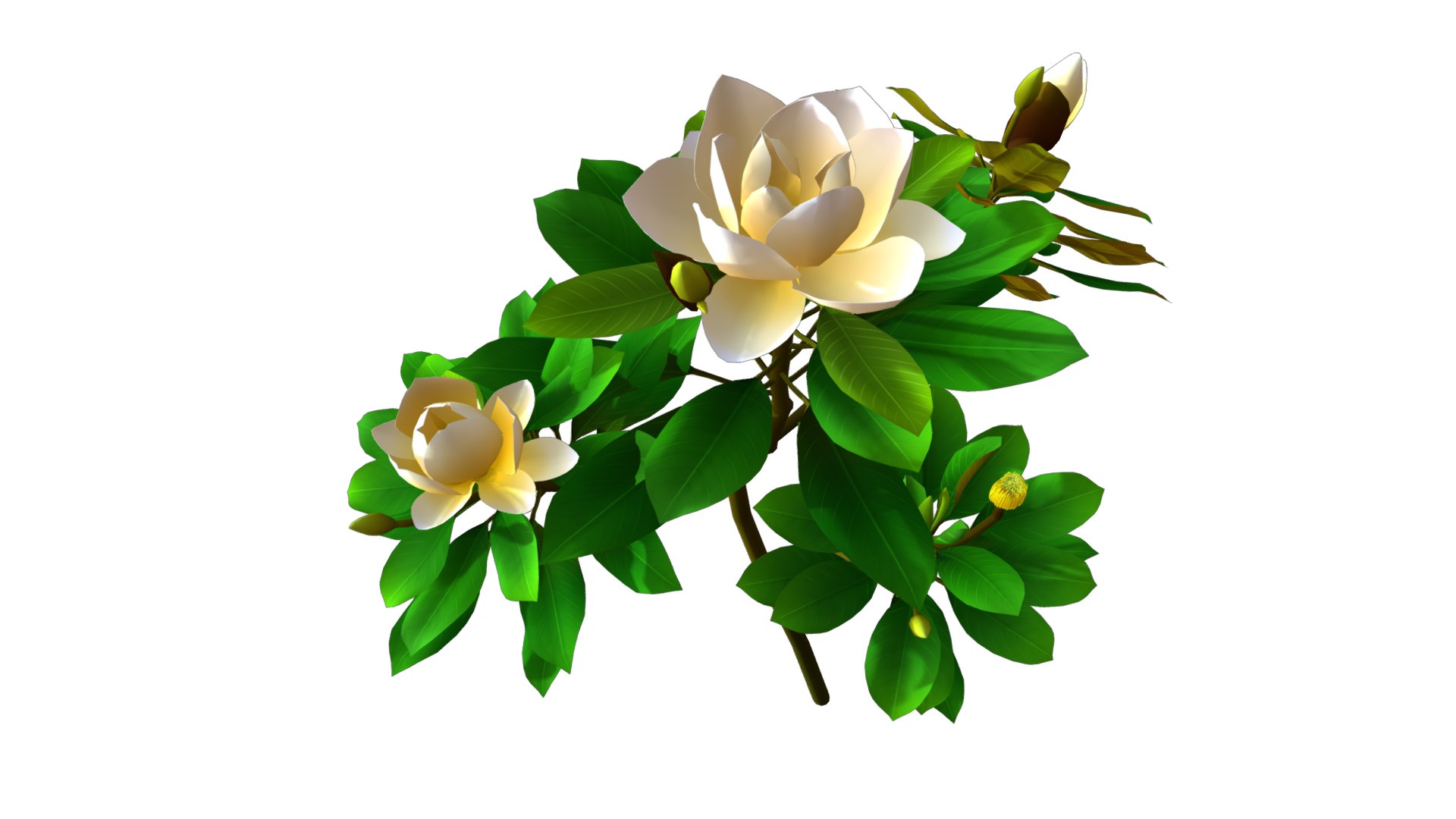 Flower Magnolia Model - TurboSquid 2132184