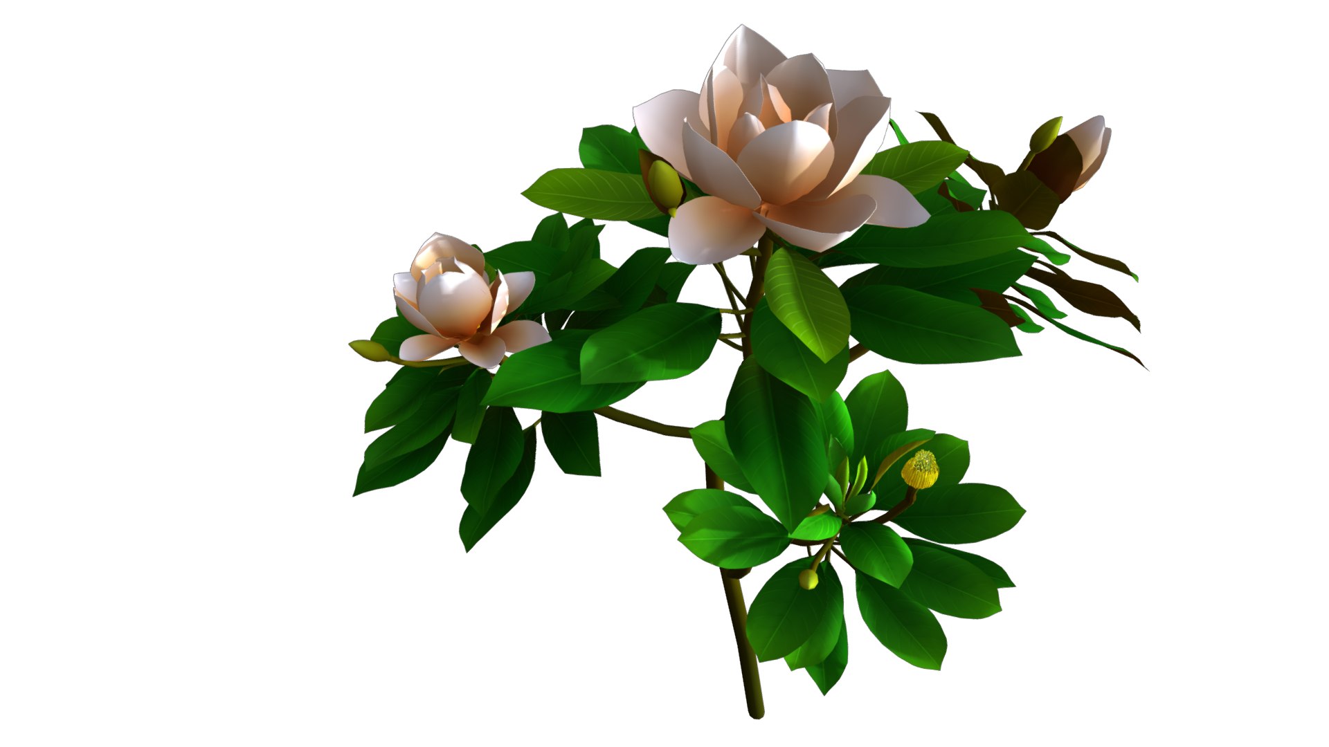 Flower Magnolia Model - TurboSquid 2132184
