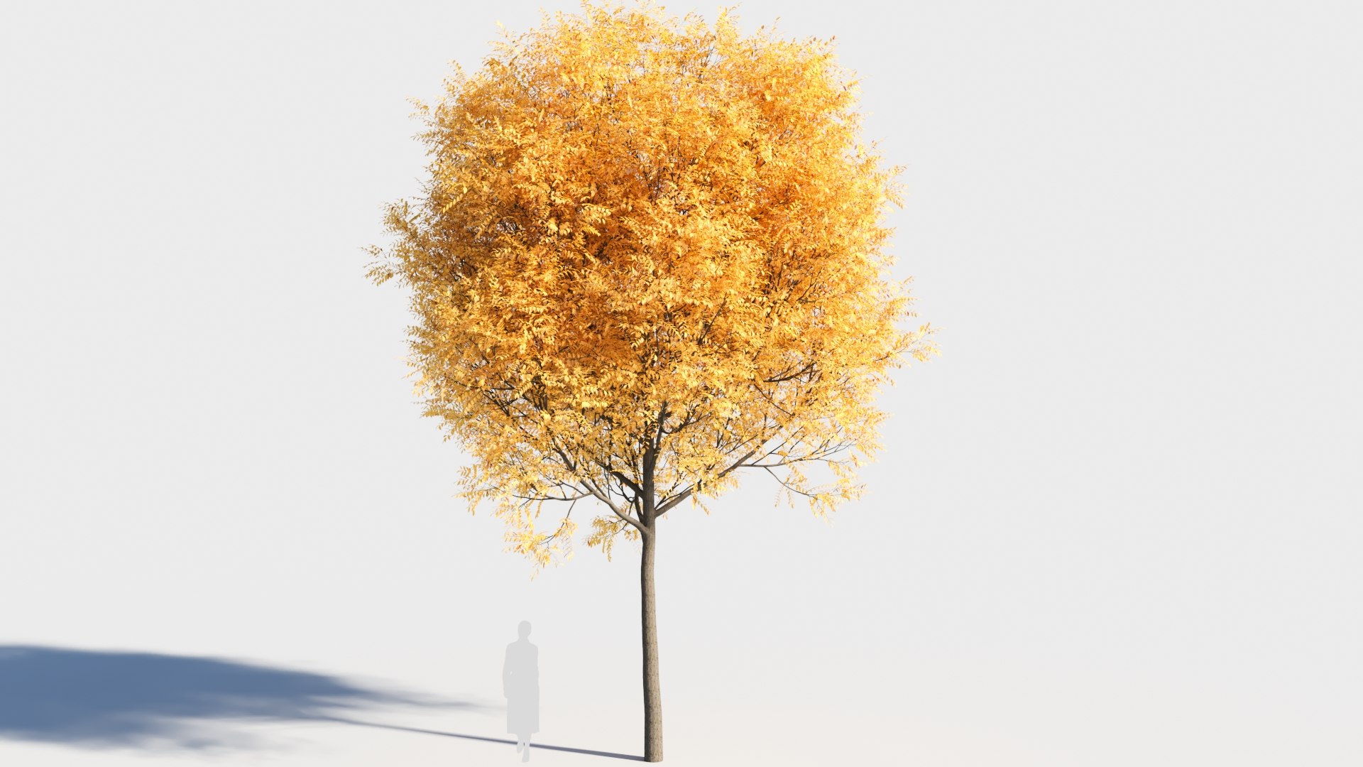 3D Fraxinus Americana Tree-3 - TurboSquid 2085044