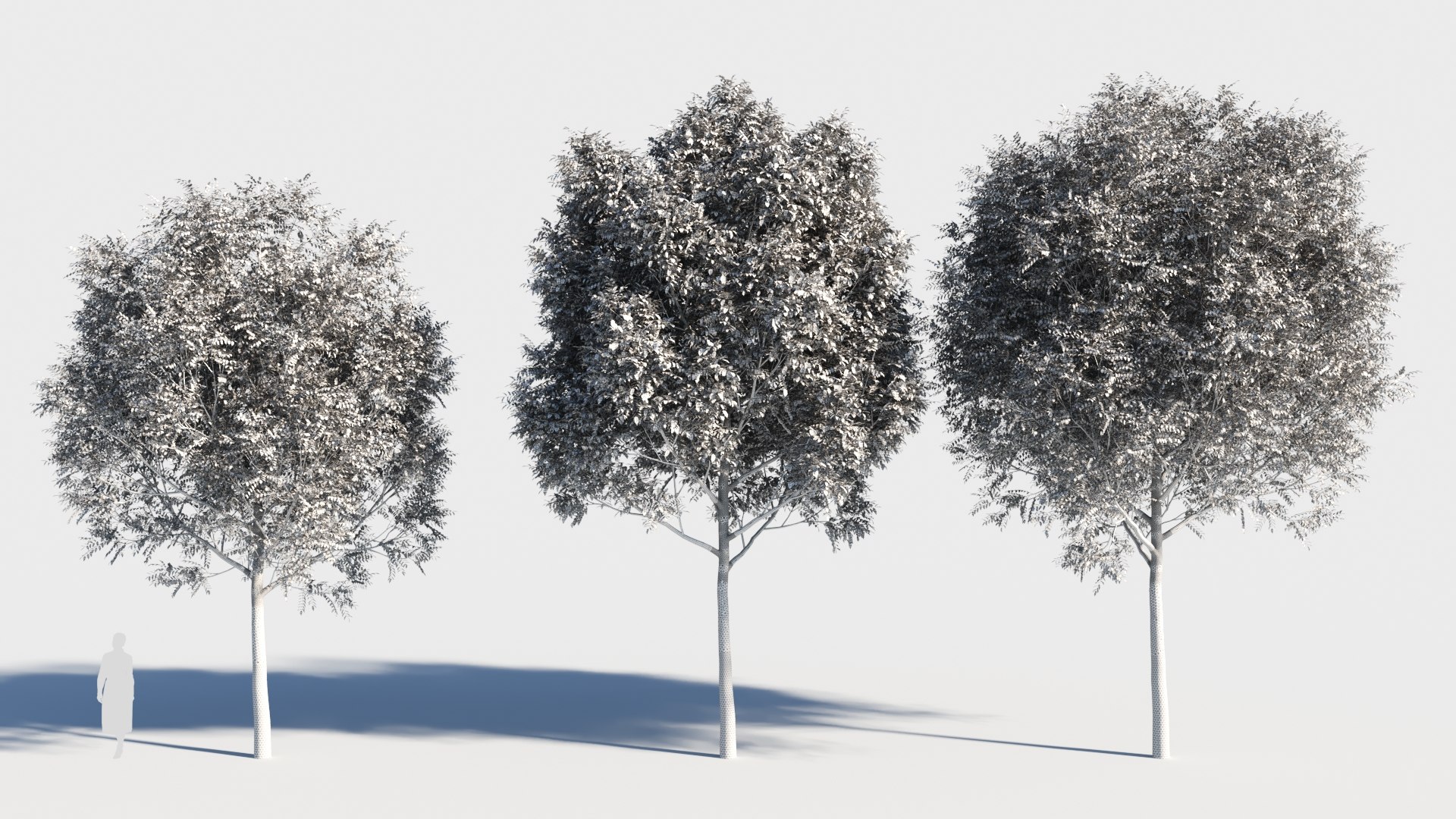 3D Fraxinus Americana Tree-3 - TurboSquid 2085044