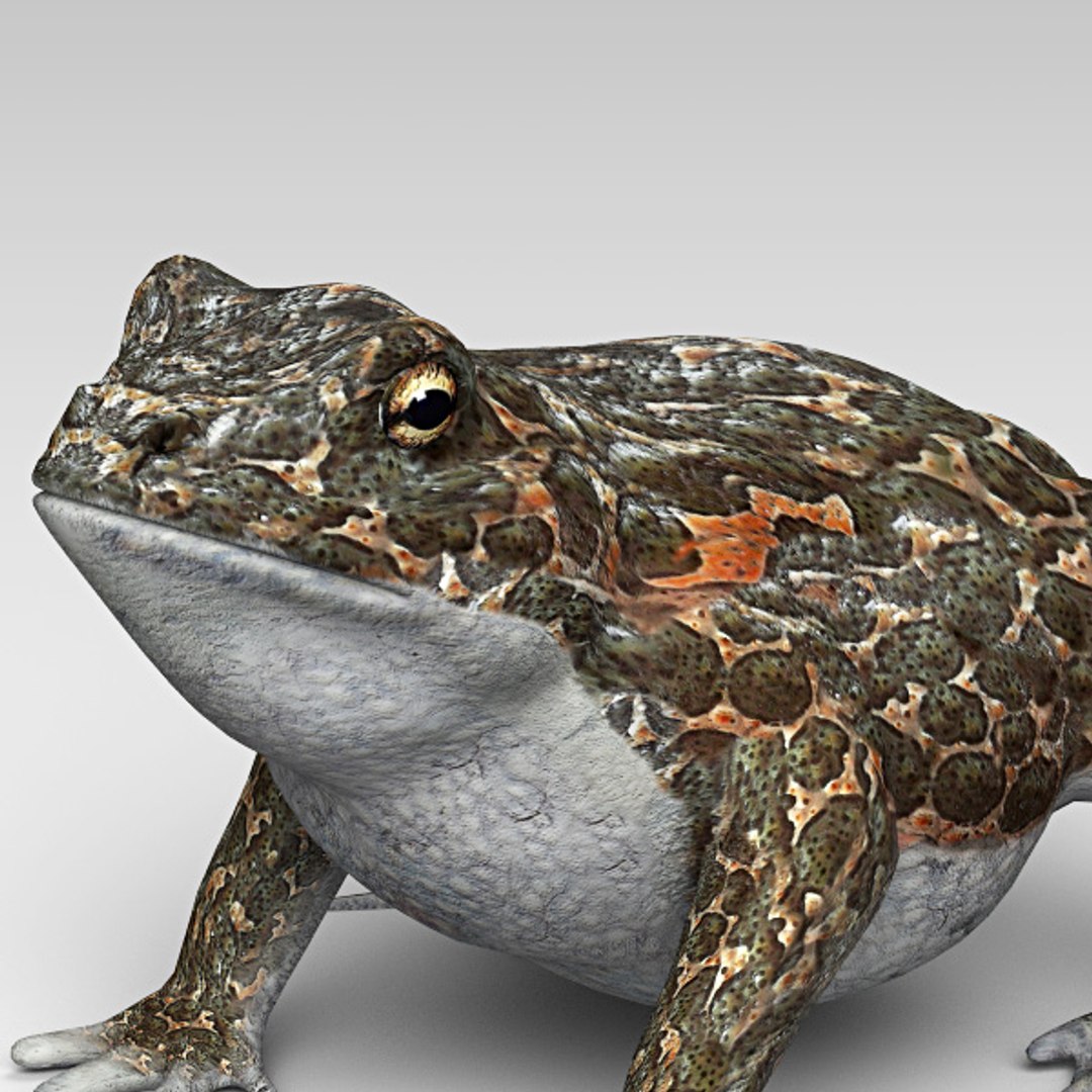 toad 3d model