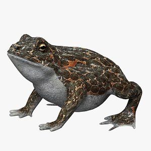 Toad 3D Models for Download | TurboSquid